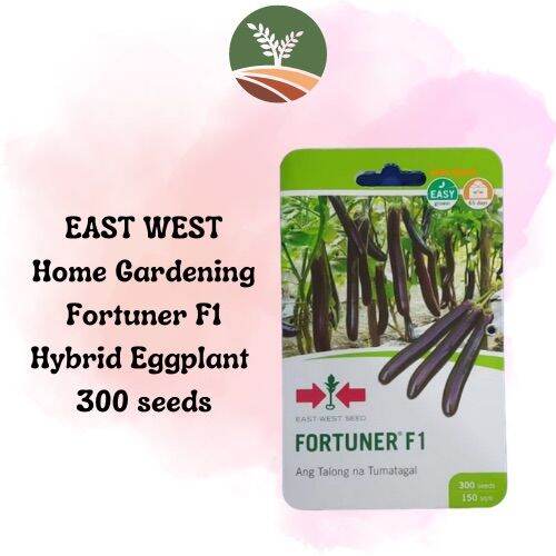 EAST WEST SEED FORTUNER F1 HYBRID EGGPLANT TALONG VEGETABLE SEEDS GO ...
