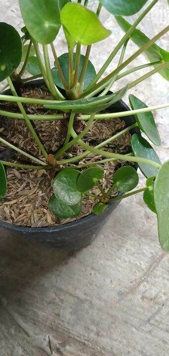 Tanaman Hias Hidup Chinese Money Plant Dewasa Pilea Peperomioides ...