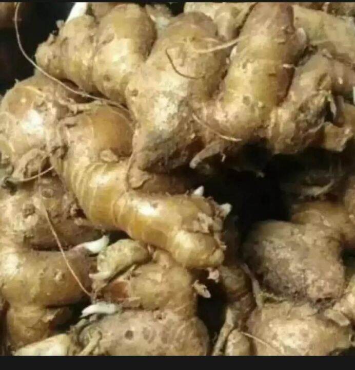 kencur/cikur rempah indonesia 1 kg | Lazada Indonesia