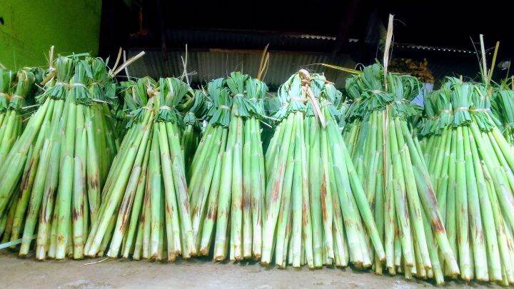 Turubuk/Telur tebu Segar | Lazada Indonesia