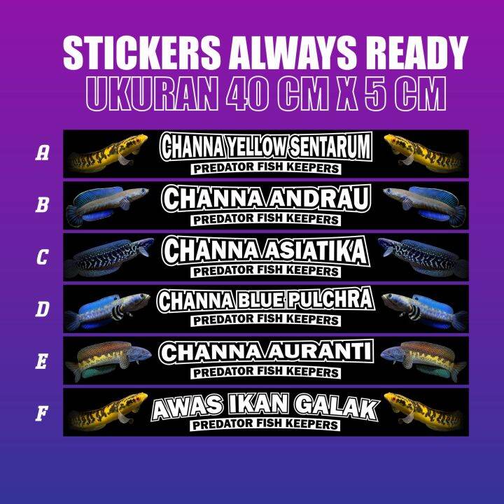 STIKER AQUARIUM CHANNA UKURAN 40CM X 5 CM | Lazada Indonesia