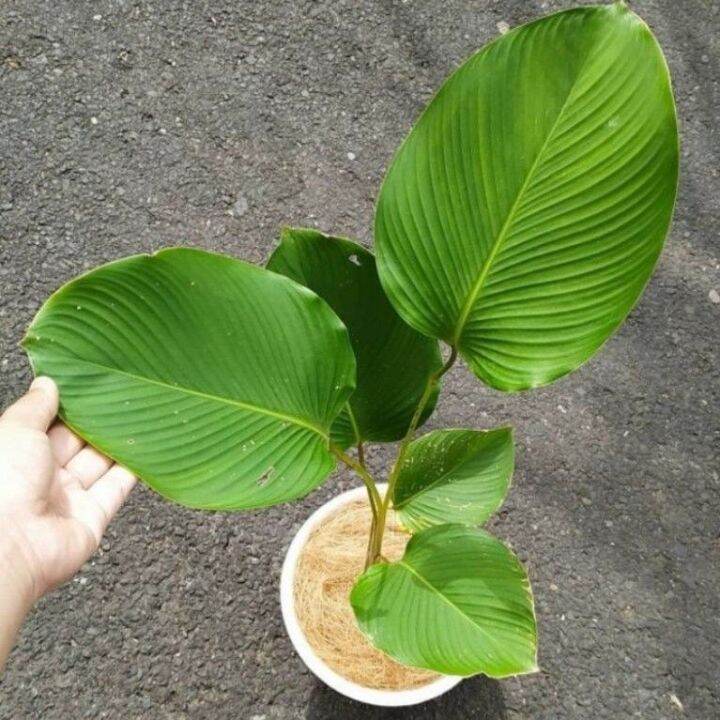 Tanaman Hias Calathea Lutea Pisang Calatea / Tanaman Hidup Indoor ...