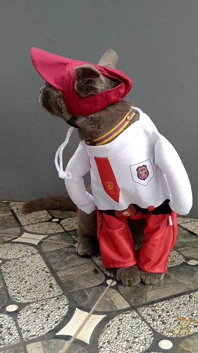 BAJU BATMAN KUCING KARAKTER LUCU GEMOY SUPERHERO | Lazada Indonesia