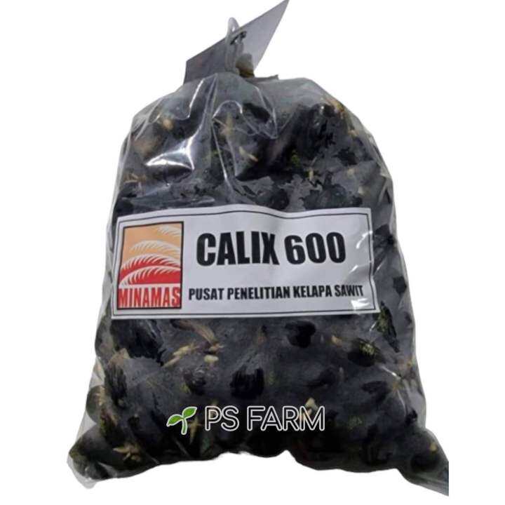 เมล็ดปาล์มน้ำมัน คาลิกซ์ 600 ( Calix 600 ) เมล็ดละ 10 บาท จำนวน50 เมล็ด ...