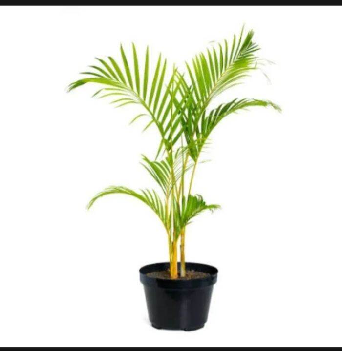 Tanaman Hias Palm Kuning Tinggi 60-70cm Palm Indoor Hidup | Lazada ...