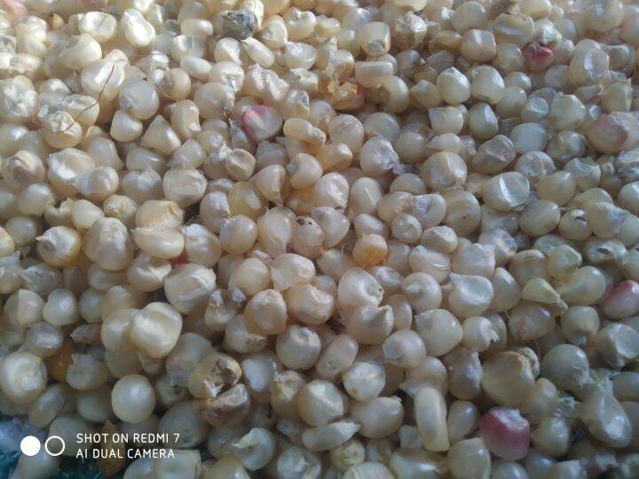 jagung putih 1kg | Lazada Indonesia