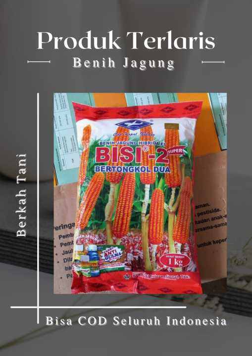 BISI 2 Benih Jagung BISI 2 kemasan 1kg / Bibit Jagung Hibrida BISI 2 Bertongkol 2 | Lazada Indonesia