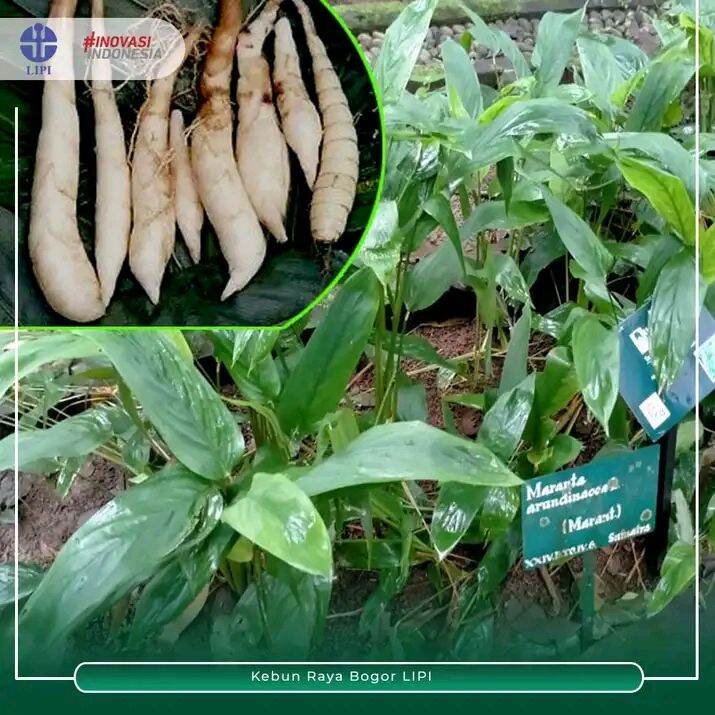 bibit umbi garut 30 pohon | Lazada Indonesia