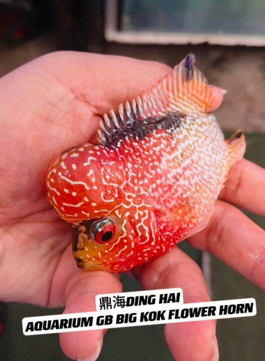 SHORT BODY GB KAMFA BIG BOOM HEAD FLOWER HORN NICE FISH | Lazada
