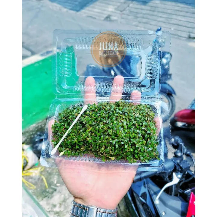 BUCEPHALANDRA SUPER MINI MICRO KERABAI BOYAN GRAD A / BUCEPHALANDRA ...