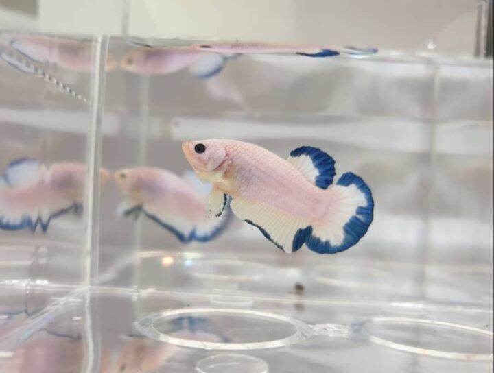 Baby Betta Fish