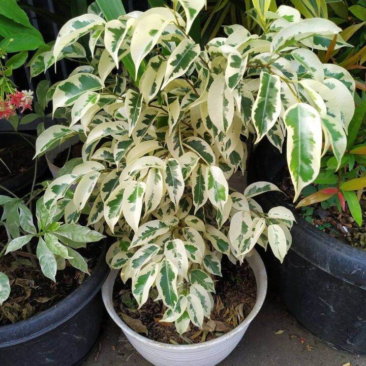 tanaman beringin putih rimbun tanaman hidup tanaman murah tanaman ...