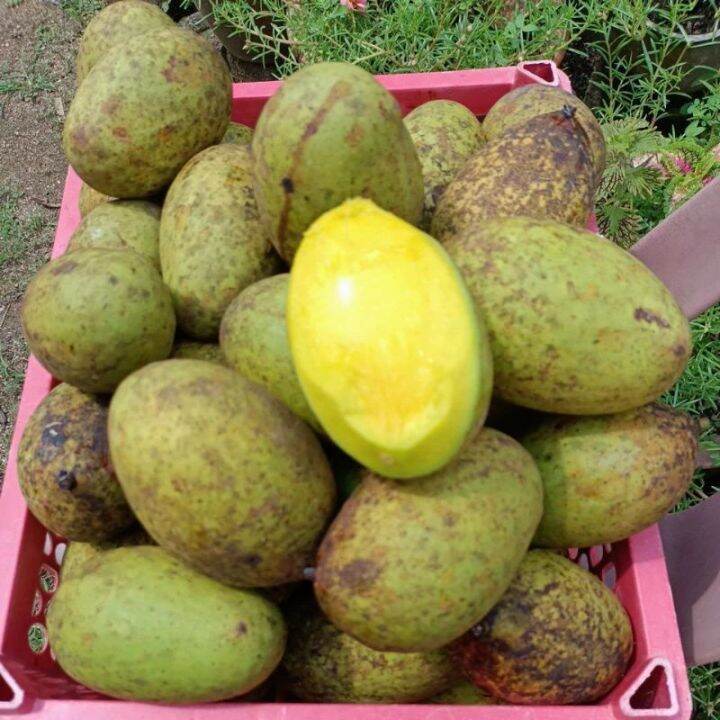 Buah macang kampung matang segar | Lazada