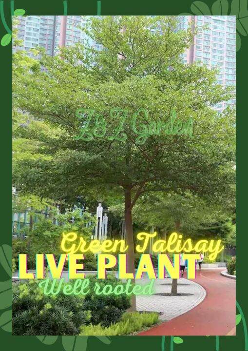 Terminalia Madagascar Almond Tree (Green Talisay 1ft) Layering Tree ...