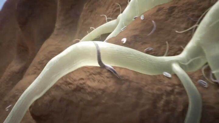 Nematisida Velum Prime SC 400 g/l: Keunggulan Terbaru, Pertahanan ...