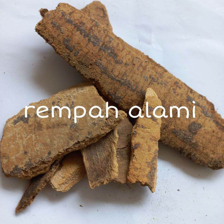 Kayu pule/botani alstonia scolaris 100gr | Lazada Indonesia