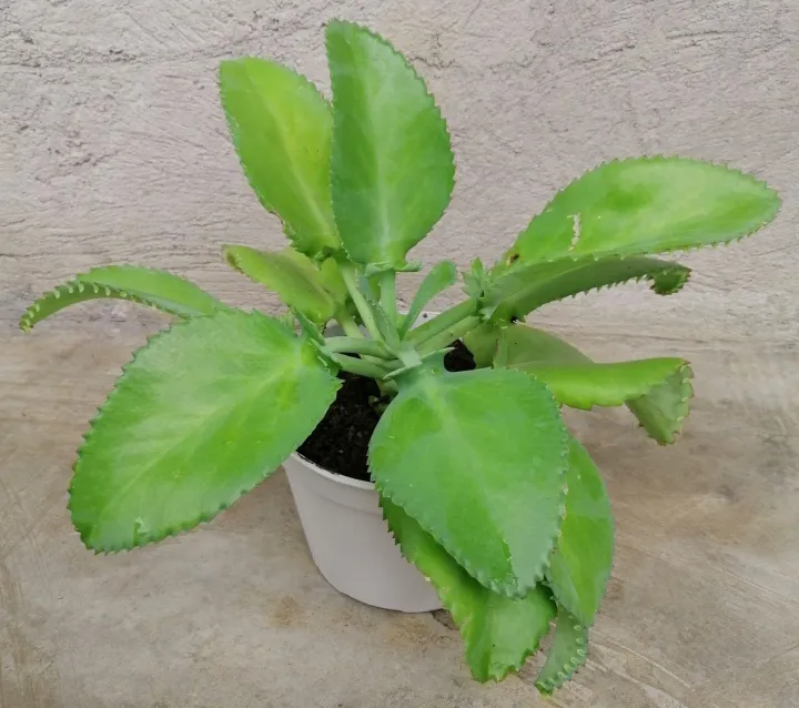 Katakataka, rooted, free soil/pot, life plant, mother of millions ...