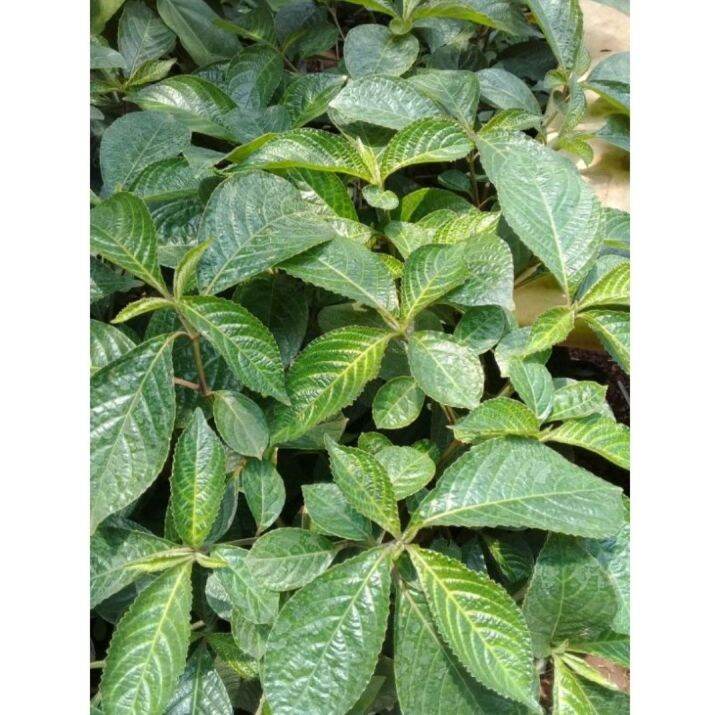 tanaman keji beling/pecah beling | Lazada Indonesia