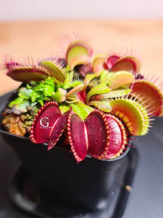 Venus Flytrap G16 [Dionaea Muscipula, Venus Flytrap][Carnivorous Plants][GILAGARDEN] | Lazada