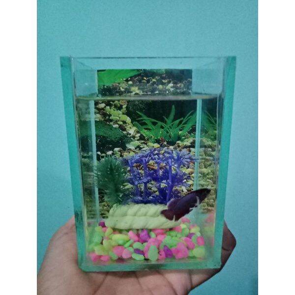 aquarium soliter 8x8x12 bawah laut lengkap aquarium mini akuarium ikan ...