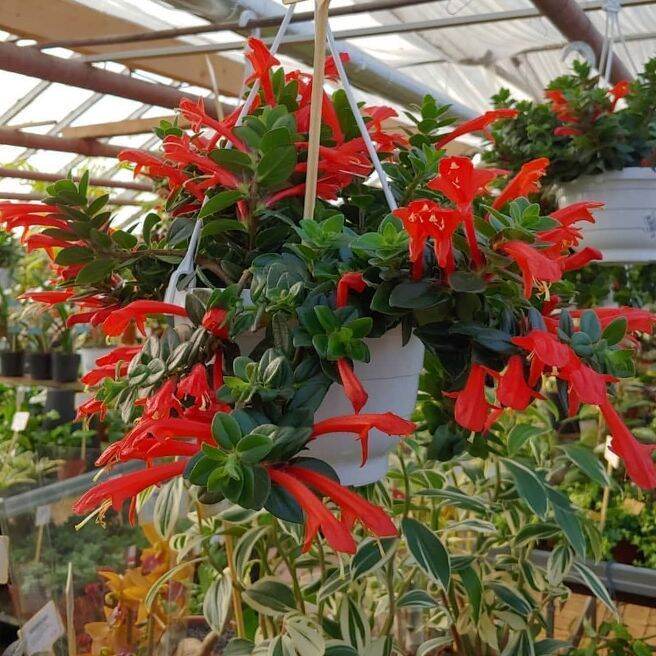 Tanaman Hias Hidup Pot Gantung Lipstick Bunga Merah | Lazada Indonesia