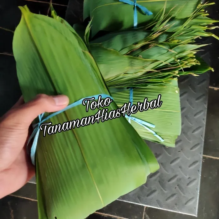 Daun Bambu Segar 100 Lembar Super Lebar Bingkus Bacang Bakcang Daun ...