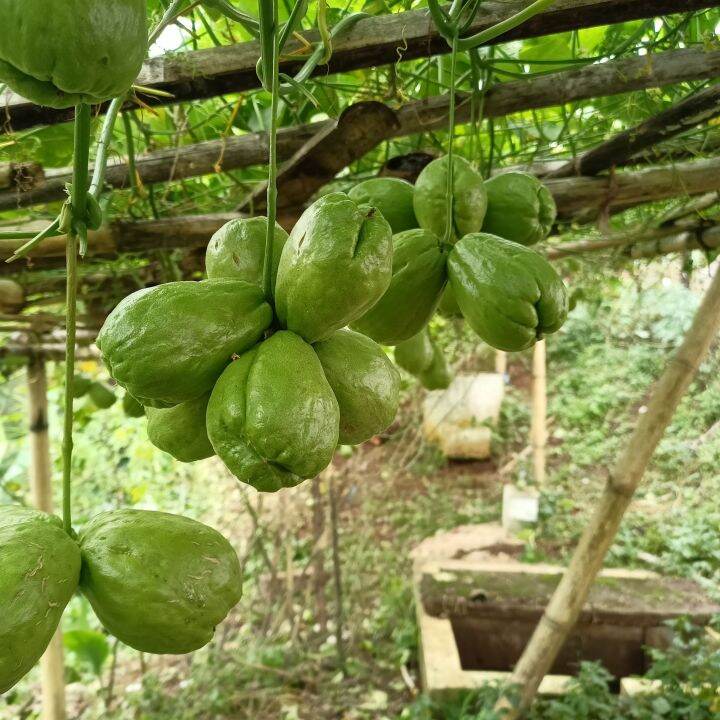 BIBIT LABU SIAM ANGGUR / LABU JEPANG / LABU PEKON / GAMBAS JENIS ANGGUR ...