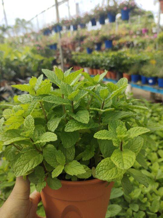 Pokok Pudina/Mint Leaves Plant | Lazada