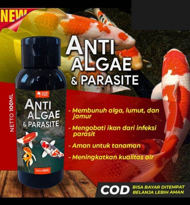 Obat lumut anti algae remover anti parasit kolam / akuarium | Lazada ...