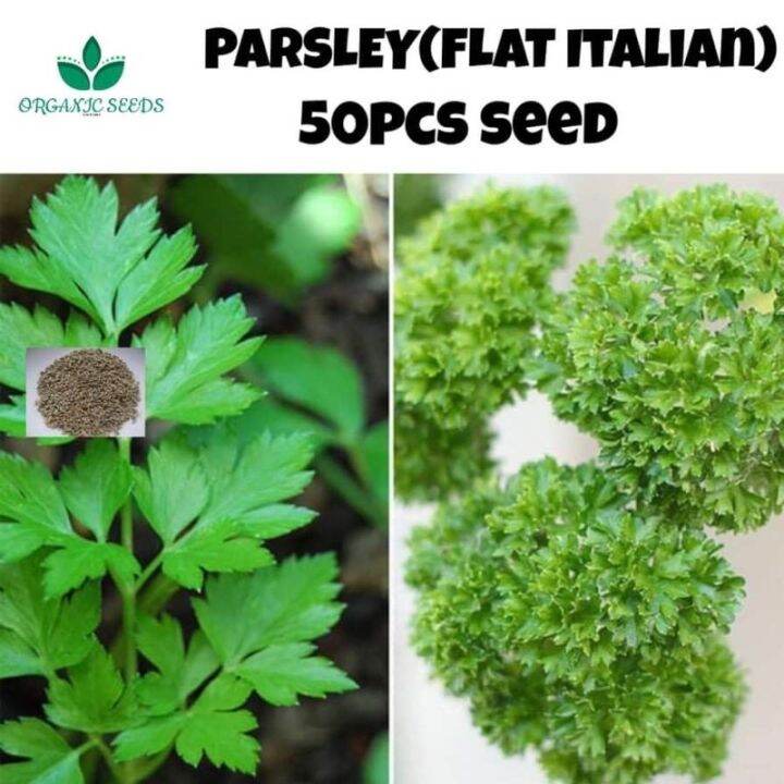 Parsley Flat Italian (50pcs seeds) | Lazada PH