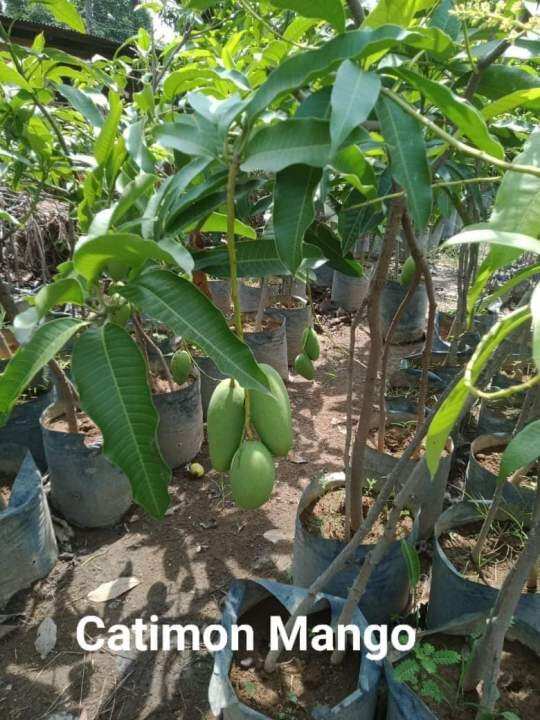 Live Plant Grafted Plant Marcoted Plant Catimon Mango Tree Plant Fruit ...