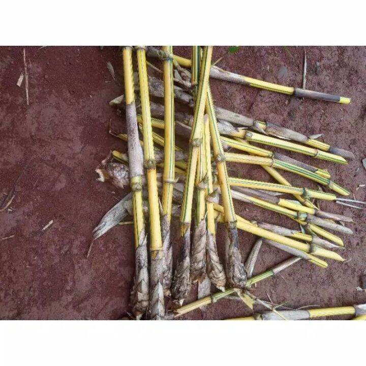 Stek bibit bambu kuning asli per 1 batang 40cm | Lazada Indonesia