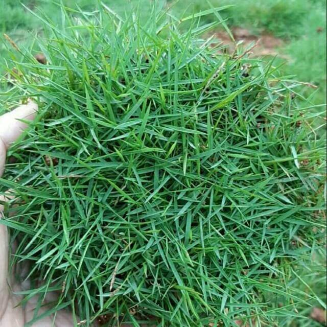 RUMPUT JEPANG PER 1X1 METER/RUMPUT PEKING/RUMPUT TAMAN/RUMPUT UNTUK ...