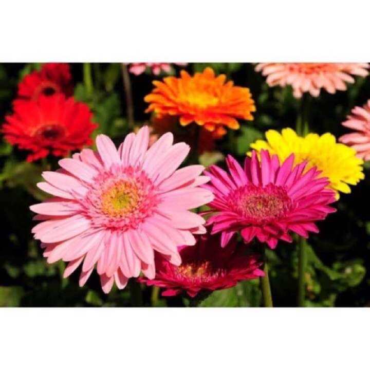 เมล็ดพันธุ์ ดอกเยอร์บีร่า (Gerbera Mix) คละสี บรรจุ 10 เมล็ด | Lazada.co.th