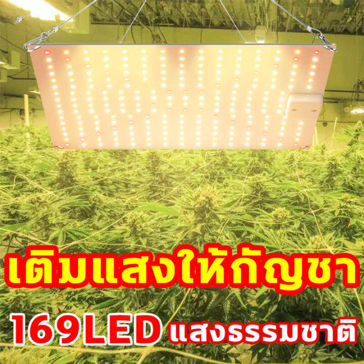 ไฟปลูกต้นกันชา ไฟปลูกต้นไม้ หลอดไฟปลูกพืช ไฟเลี้ยงต้นไม้ ไฟปลูกพืช LED 169 เต็มสเปกตรัม แสง ...