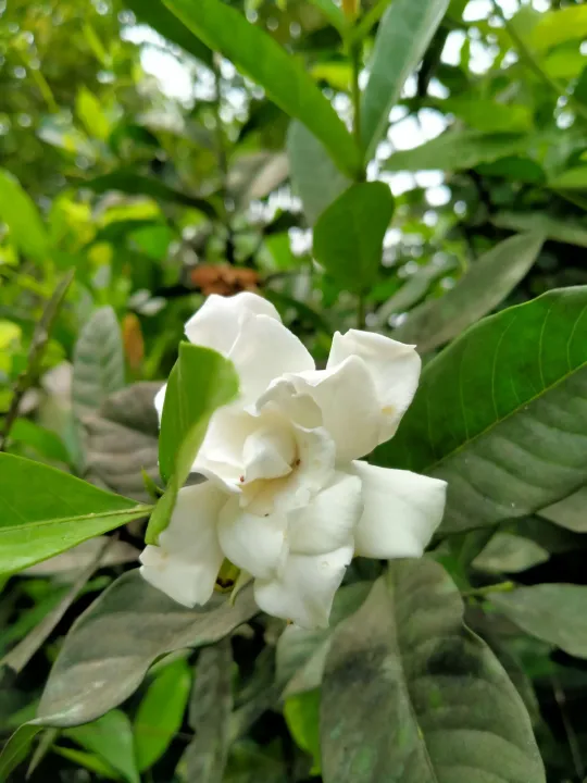 Rosal cuttings | Lazada PH