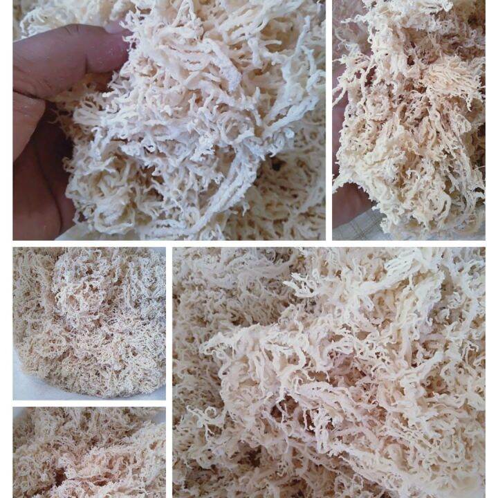 Rumput Laut Kering 1Kg Bahan puding Agar-agar | Lazada Indonesia