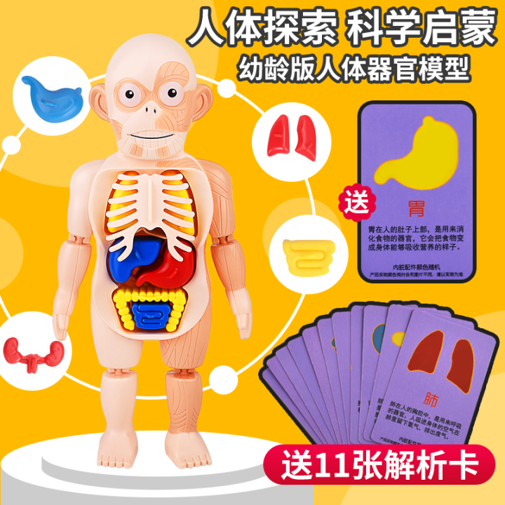 Human Body Structure Model Medical Simulation Viscera Anatomy Organ 3D ...