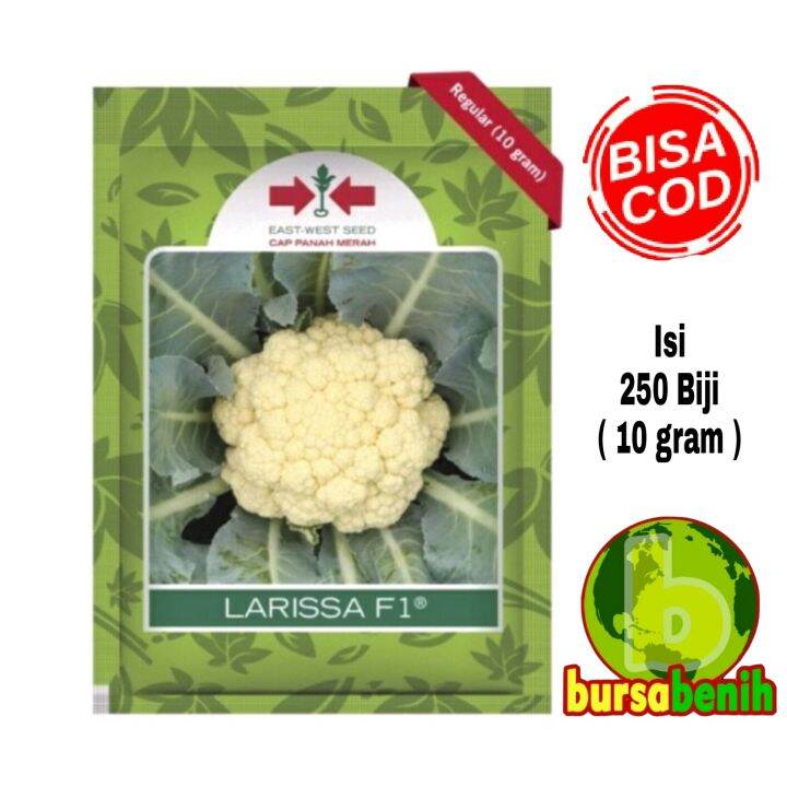 Benih Bibit Bunga Kol LARISSA F1 Isi 250 Biji - Benih Kembang Kol Isi ... Benih Bibit Bunga Kol LARISSA F1 Isi 250 Biji - Benih Kembang Kol Isi ...