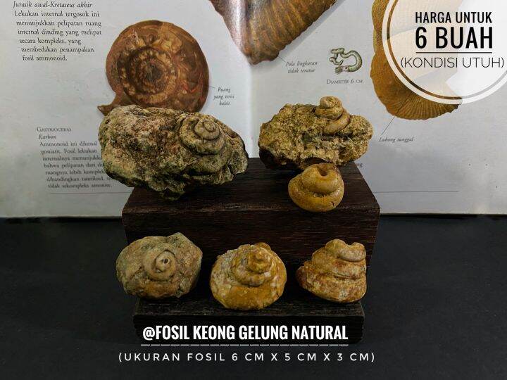 Fosil Keong Gelung Natural B84 atau Fosil Kerang atau Fosil Gastropoda ...