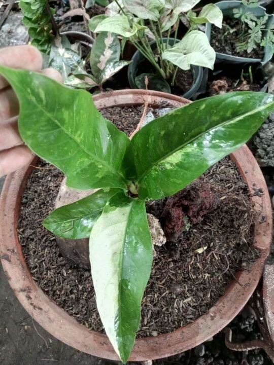 anthurium foliage (antfol)different varieties | Lazada PH