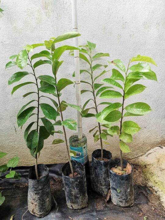 anak pokok durian belanda | Lazada