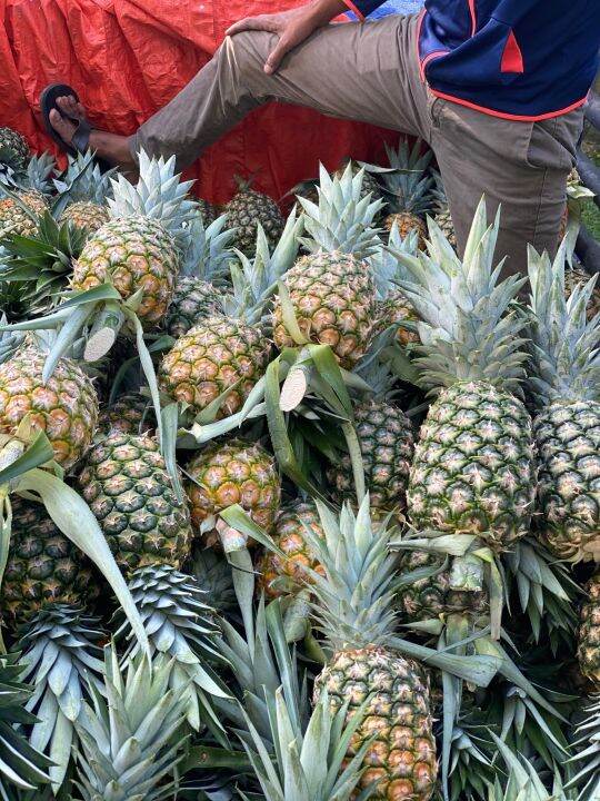 🍍🌟FRESH MD2 PREMIUM PINEAPPLE 🌟🍍 | Lazada