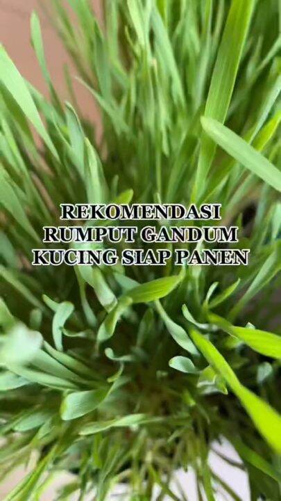 Rumput Kucing Siap Makan Sudah Panen Segar Rumput Gandum | Lazada Indonesia