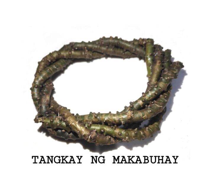 TANGKAY NG MAKABUHAY gamit sa gamutan ng kahit anong sakit, ilaga at ...