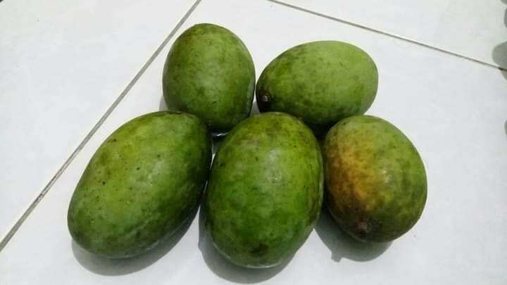 POKOK MANGGA KUINI | Lazada
