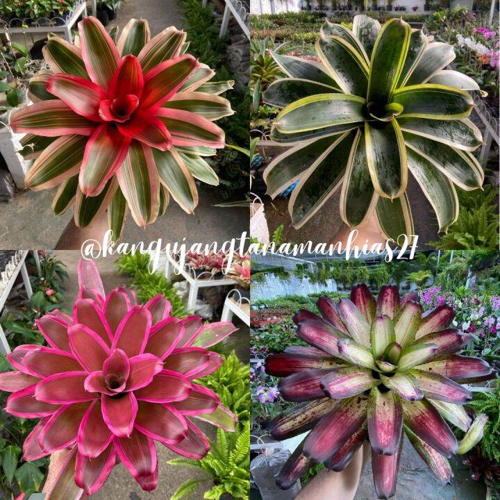 TANAMAN HIAS BROMELIA HIDUP, BROMELIA TANAMAN HIDUP | BISA BAYAR ...