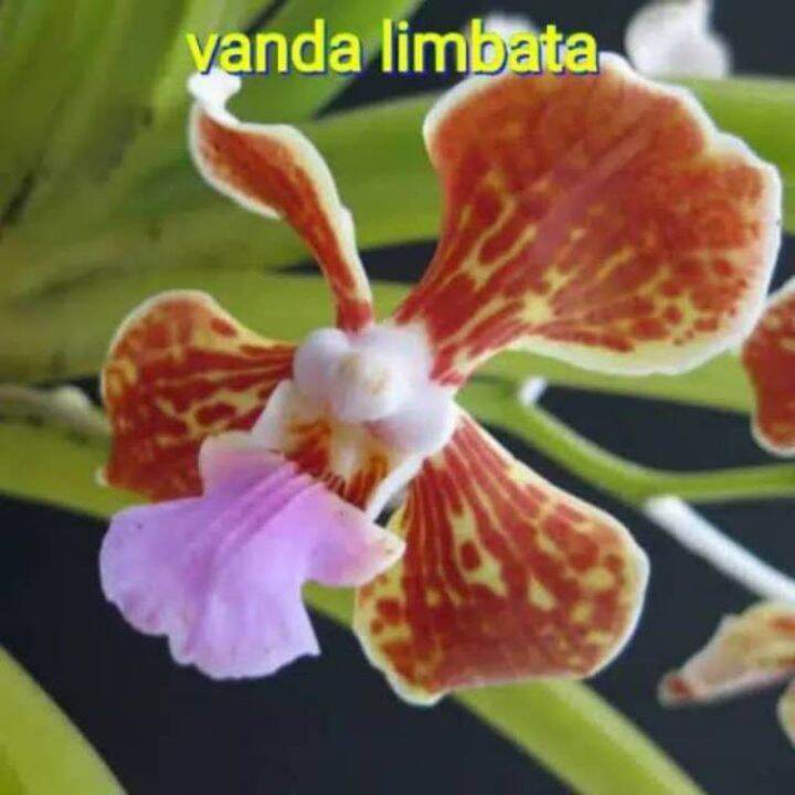 Anggrek Vanda limbata jumbo | Lazada Indonesia