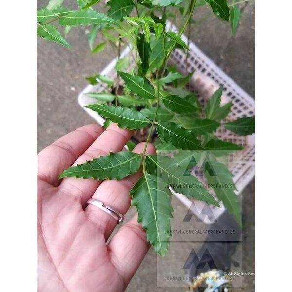 Neem Tree plant seedlings big well established | Lazada PH