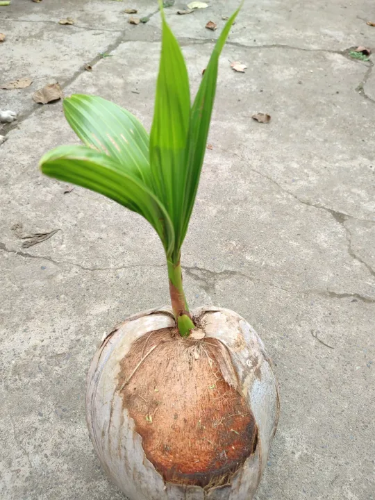 SUPER LEGIT HIGH QUALITY!!! Dwarf Coconut. Big fruit variety. Why wait ...